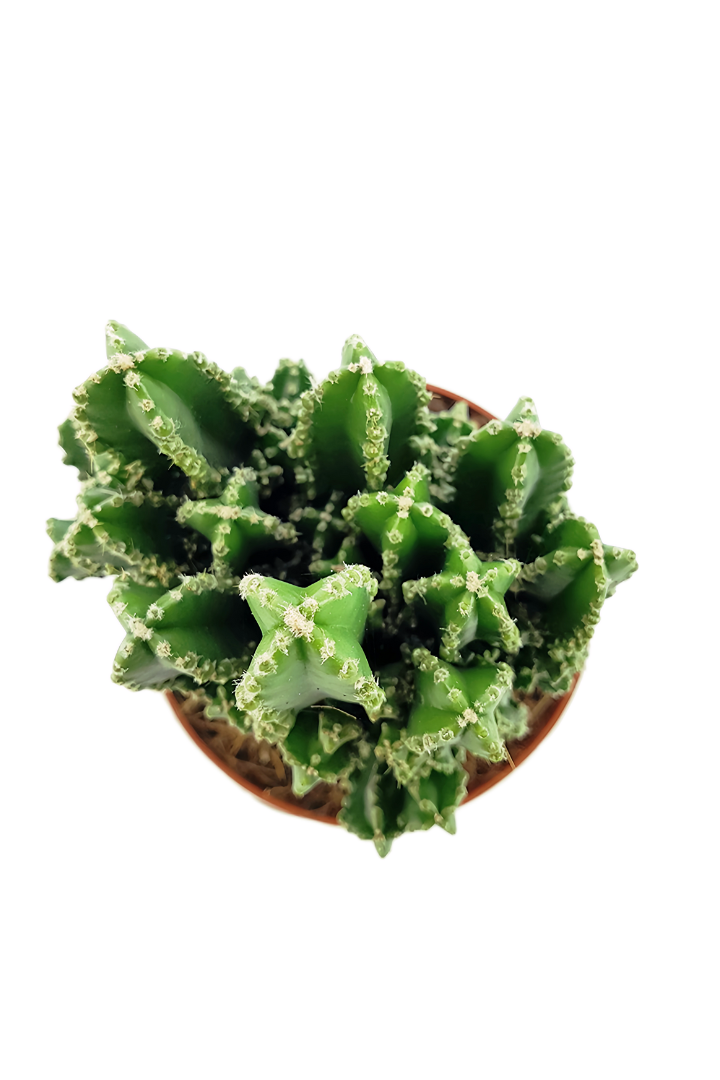Cereus peruvianus 'Florida' (Cactus cierge) - Conseils & Astuces ...