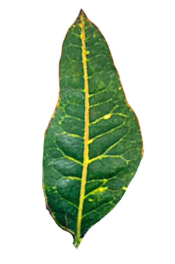 Codiaeum variegatum 'Excellent’ (Croton) - Conseils & Astuces – Plantes ...