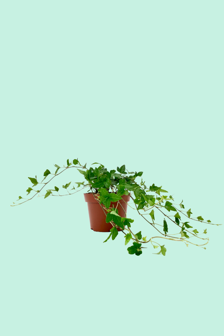 Hedera helix 'Eva' (Lierre) - Conseils & Astuces – Plantes Pour Tous