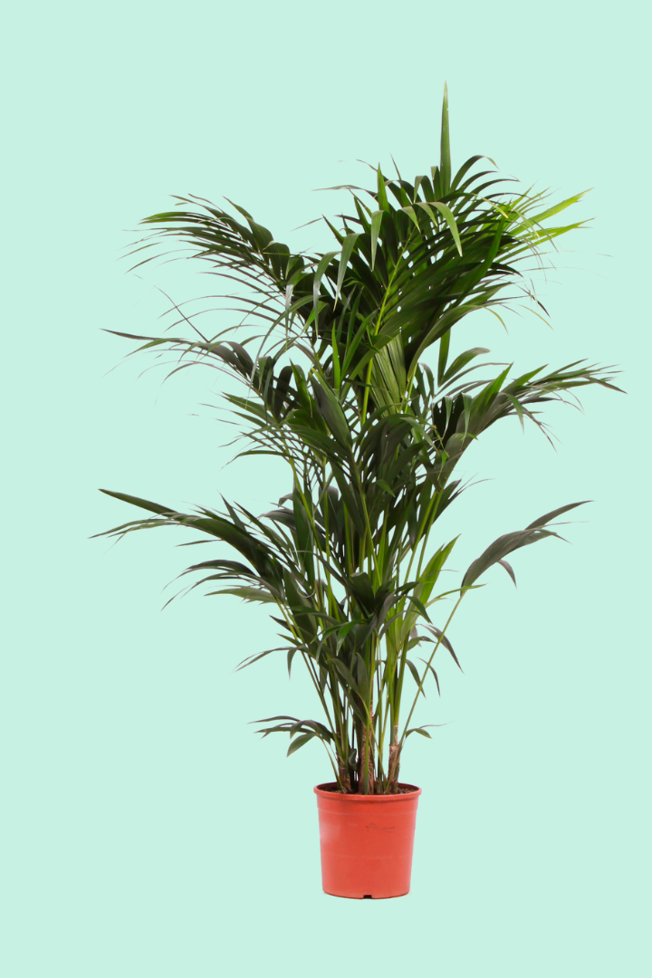 Howea forsteriana (Kentia) - Conseils & Astuces – Plantes Pour Tous