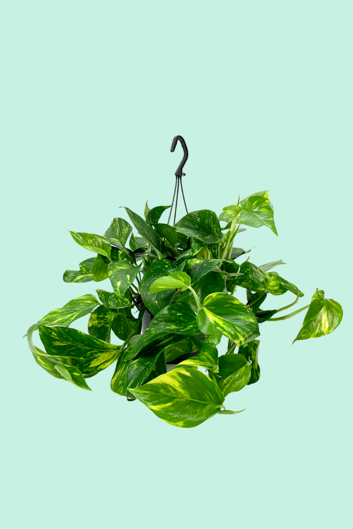 Nos conseils clés pour entretenir ta plante : Scindapsus aureus ...