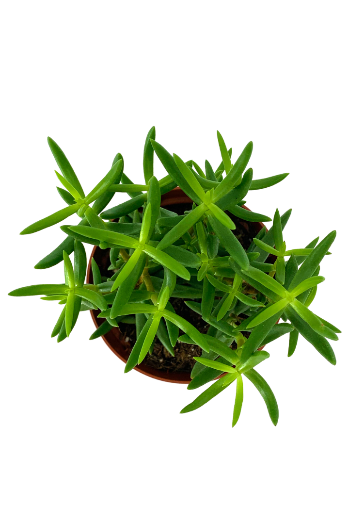 Peperomia ferreyrae 'Happy Bean' - Conseils et Astuces – Plantes Pour Tous